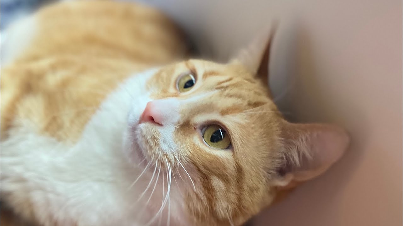 Beeg Cat Youtube