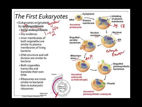 25.3 Key Events on Earth - YouTube