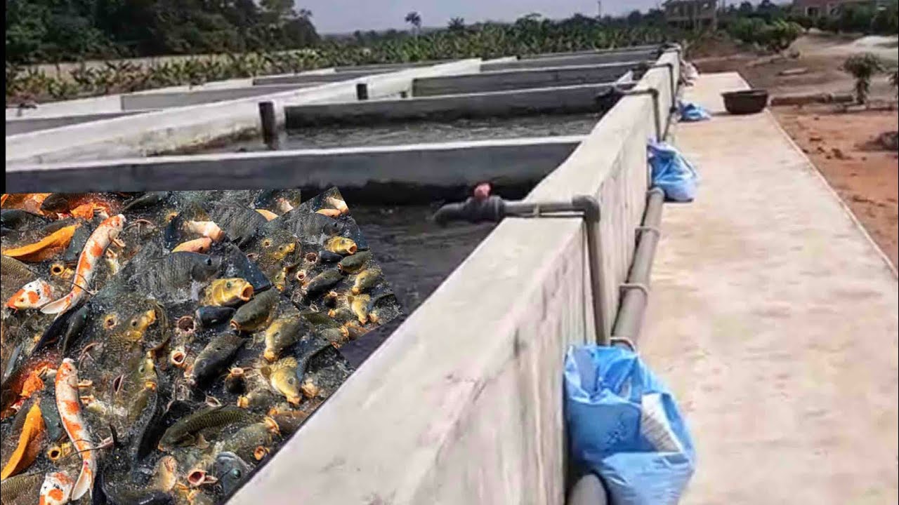 Fish farming idea in Nigeria - YouTube