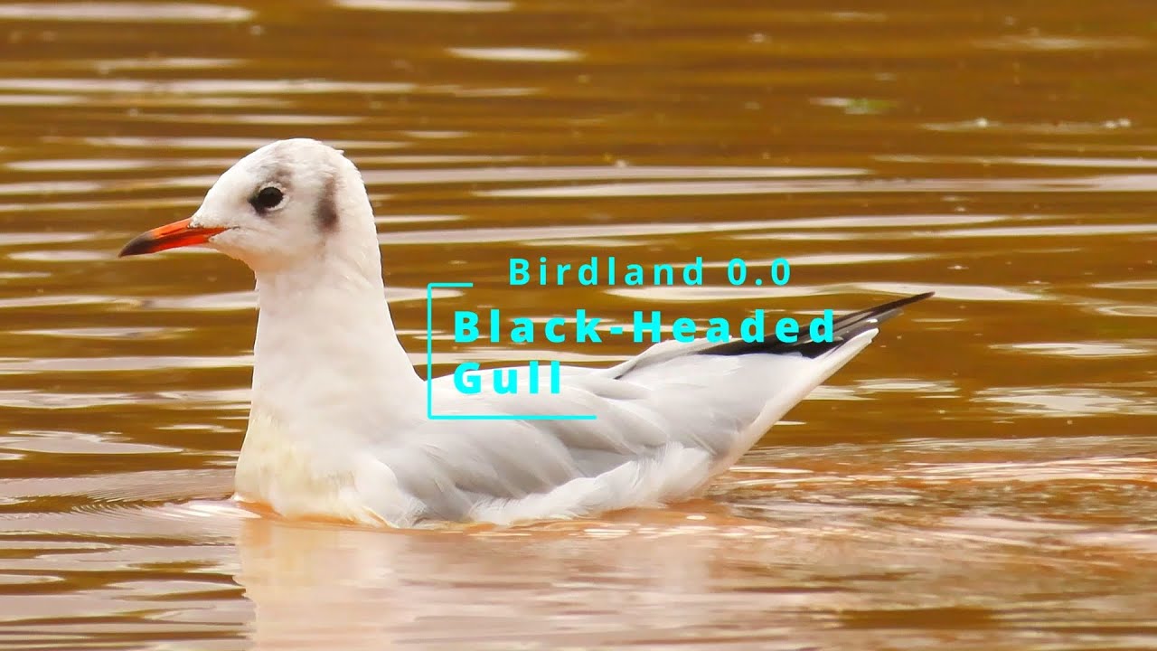 Black-headed Gull Swimming and Eating | Scotland - YouTube