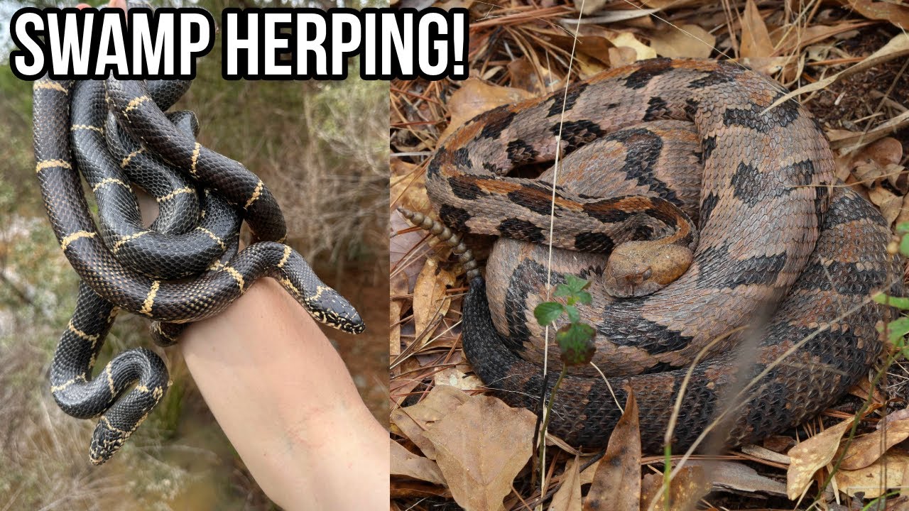 Swamp Hiking for Snakes in Georgia! Kingsnakes, Cottonmouths, Canebrake ...