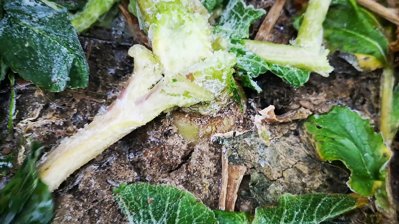 Unsere Landwirtschaft 2020. Zwischenfrucht bei Frost niederwalzen ...