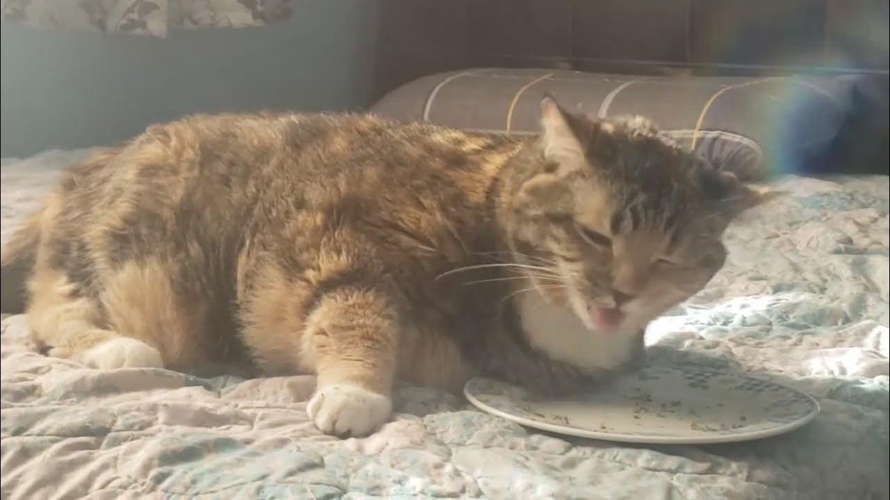 Delightful Moments: A Cat's Joyful Encounter with Catnip - YouTube