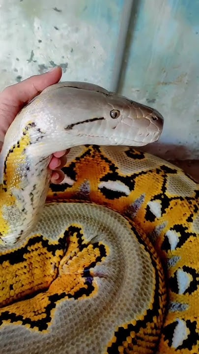 Python 😯😮😯😮😯. #pythonsnake #snake #reticulatuspython - YouTube