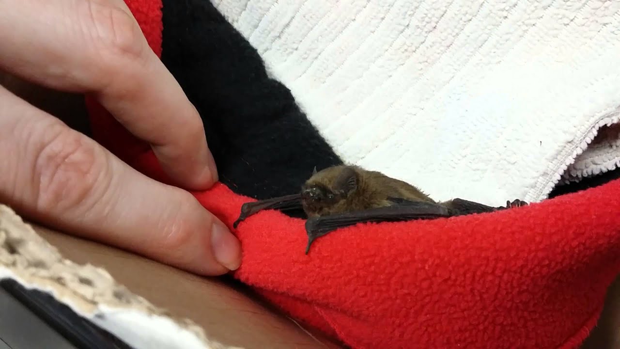 Bat drinking water - YouTube