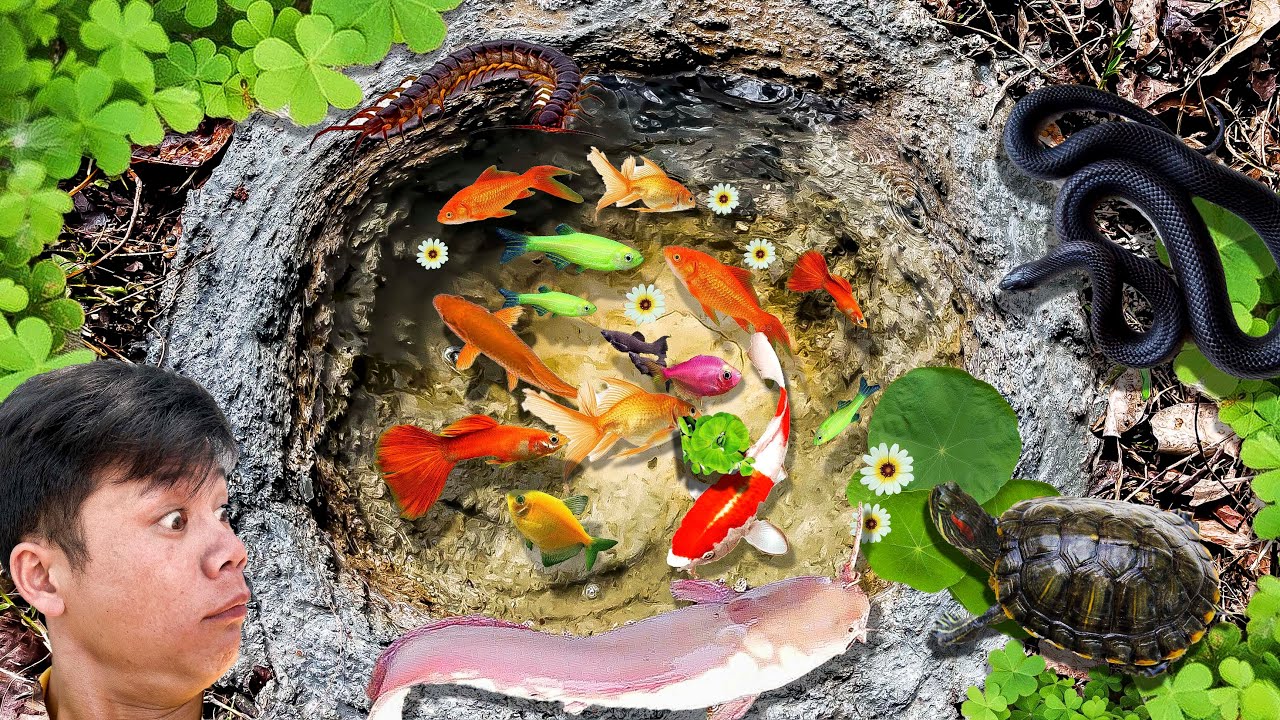 Most Amazing catch catfish nests in tiny ponds, Fishing vidieos ...