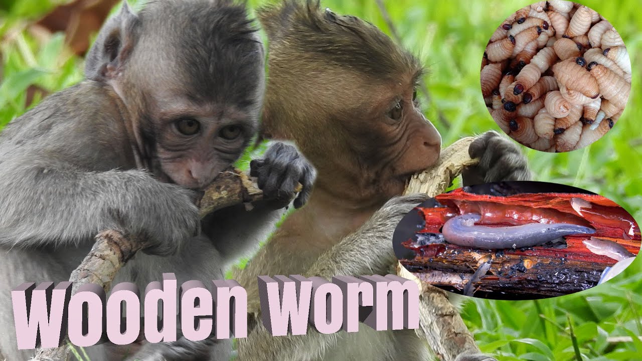 Baby monkey eating worm in the garden - YouTube