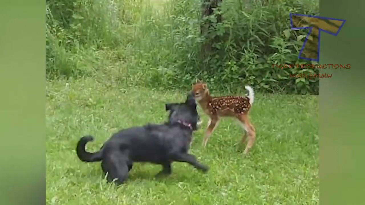 Funny ANIMALS make us laugh Funny animal compilation - YouTube