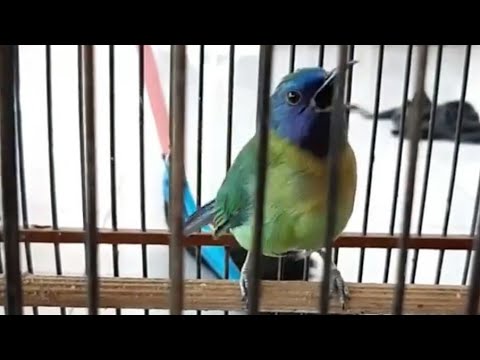 BURUNG CUCAK KINOY COR DOR - YouTube