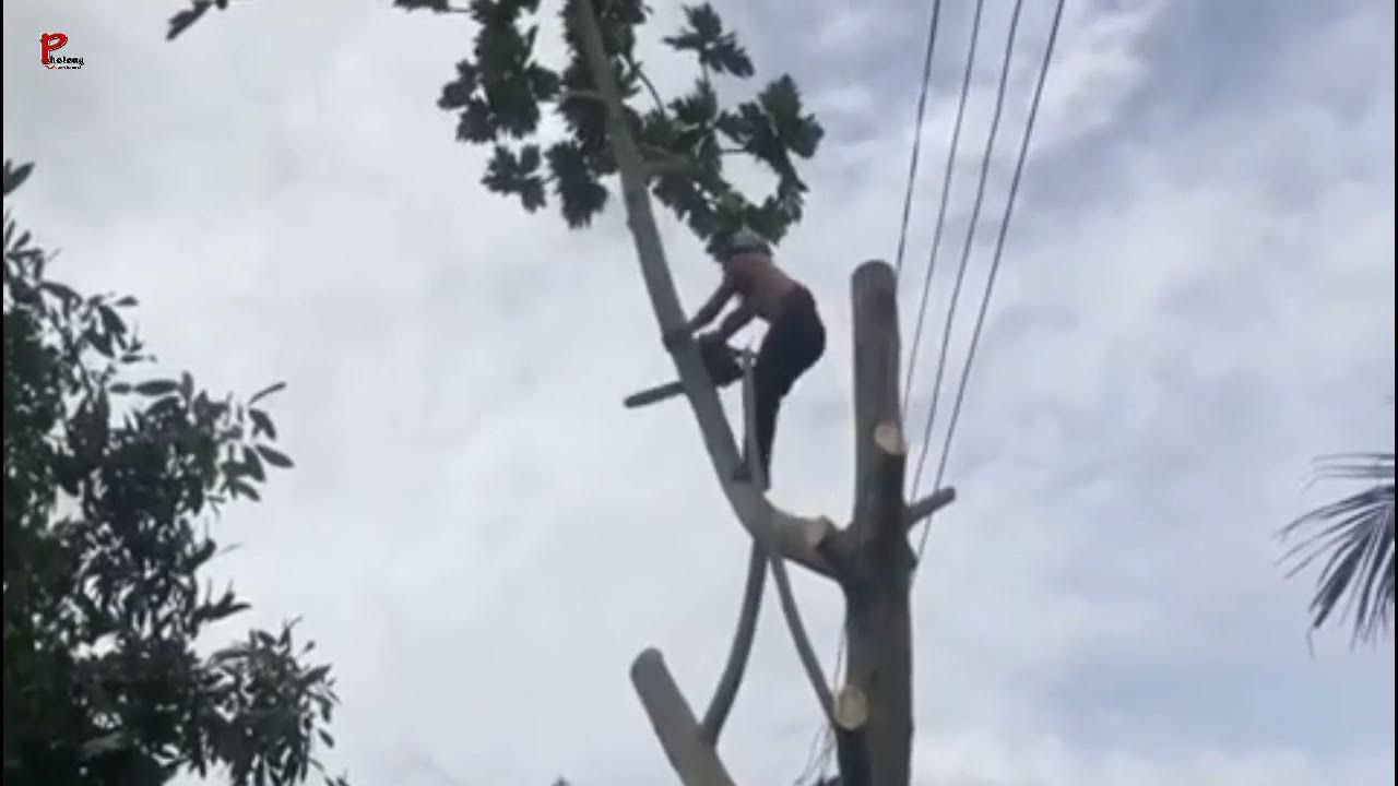 Zawng aia thing thei zawk, thingzar thlaktu 'Monkey King' an tih mihring turu chu!!! - YouTube