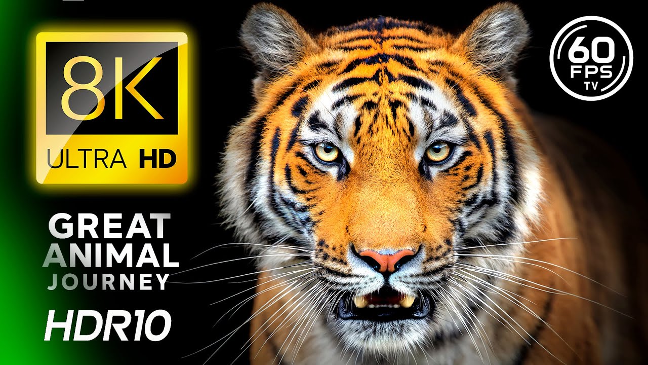 Great Animal Journey 8K VIDEO ULTRA HD - 60FPS HDR Dolby Vision (8K ...