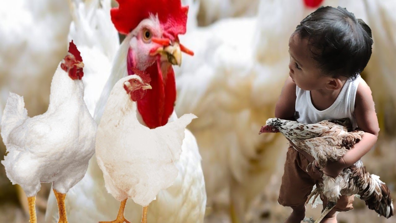 Baby Lyle Cute Chicken 🐔 - YouTube
