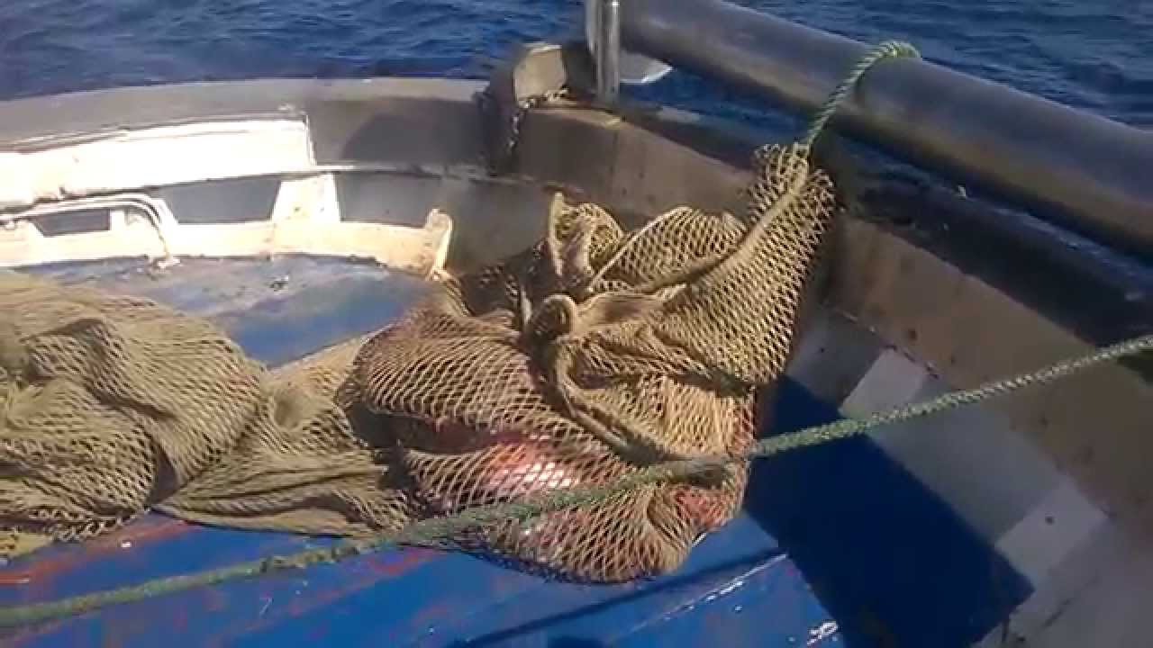 pesca a strascico sotto costa - YouTube