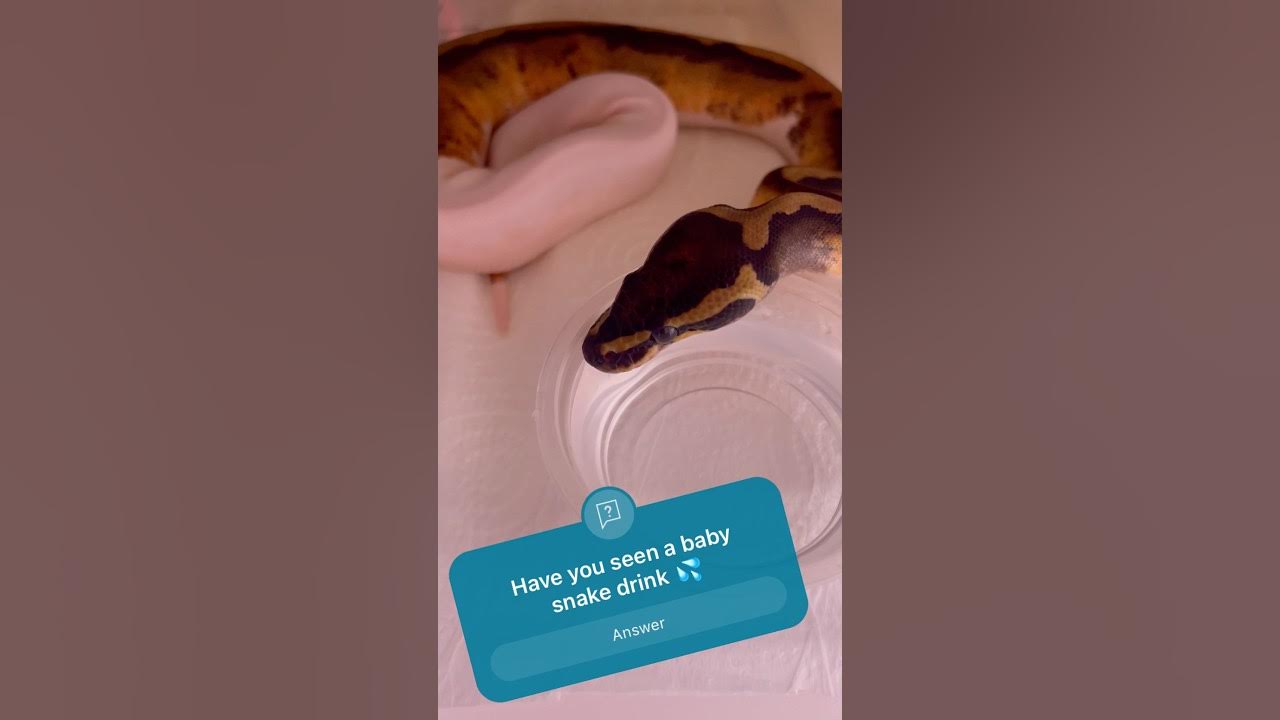 💦THIRSTY ☀️🐍BABY BALL PYTHON HAVING A DRINK OF WATER #thirsty # ...