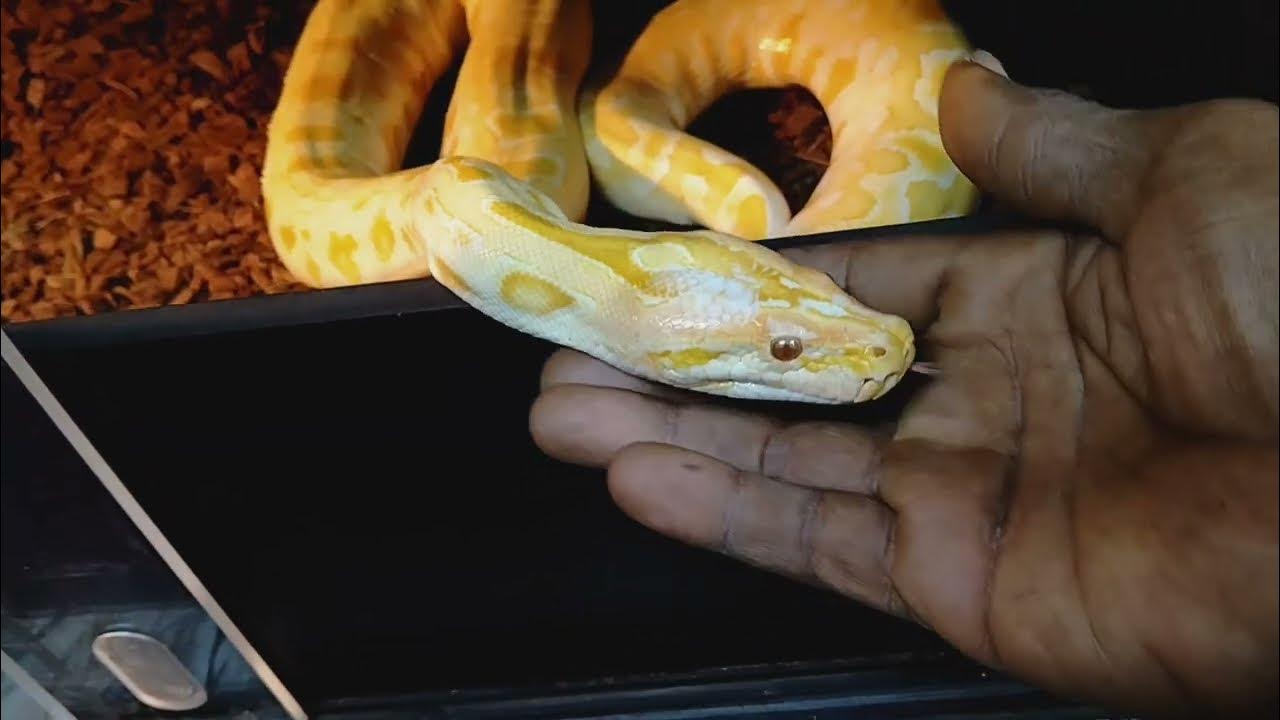 Burmese python handling outside 💯🔥 Burma Burma The albino Burmese ...