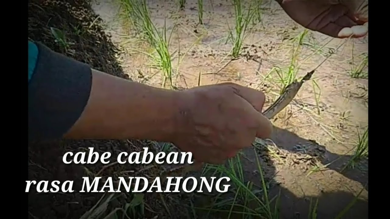 Mancing belut JANDA ANAK SATU !! Mantapppp... - YouTube