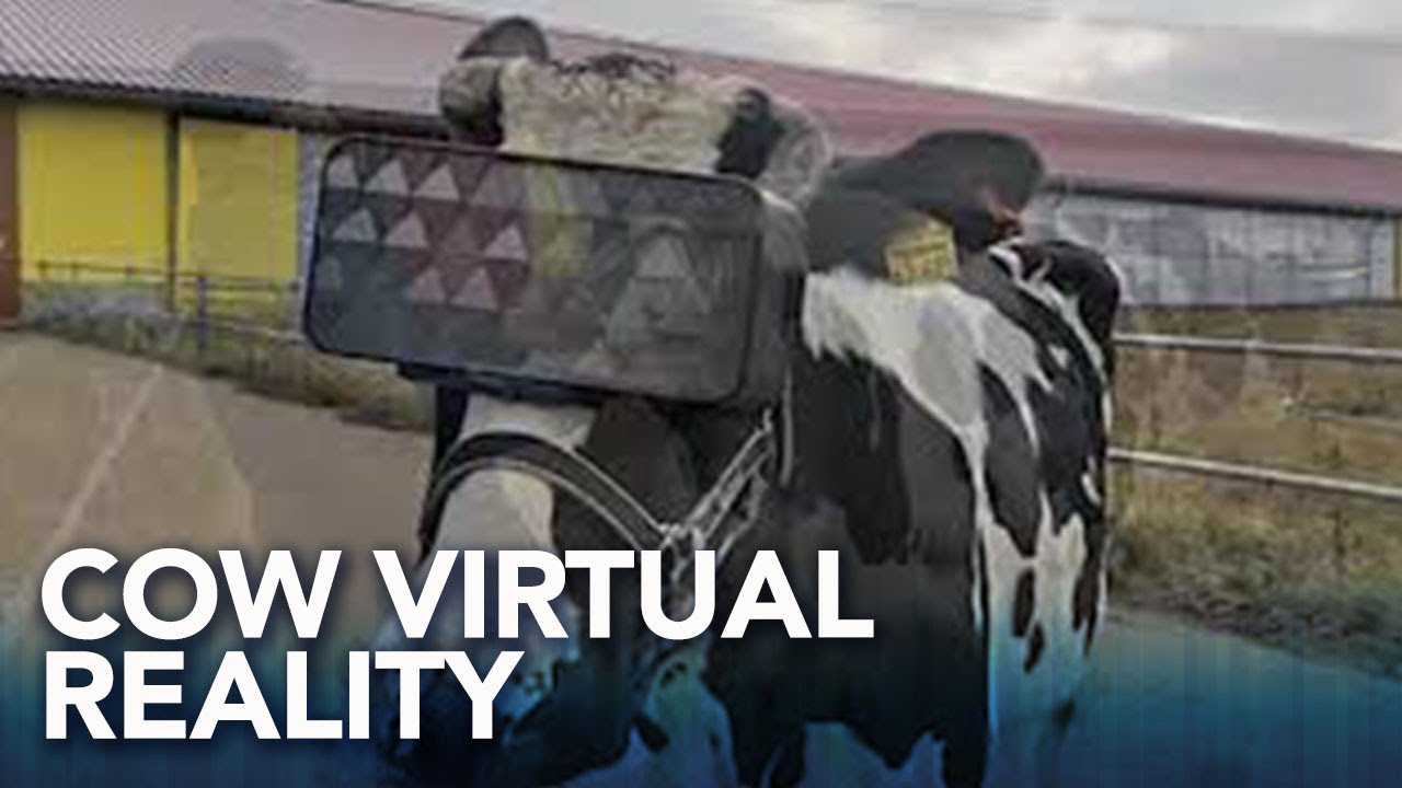 Farmers in Russia test out cow virtual reality for better milk - YouTube