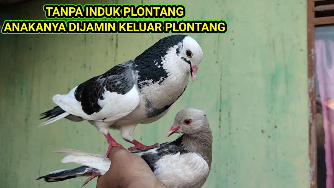TIPS CARA CETAK MERPATI PLONTANG TANPA INDUKAN PLONTANG || DIJAMIN ...