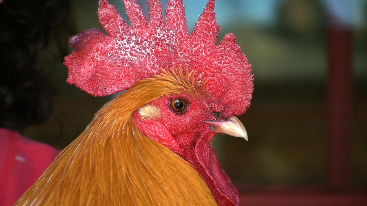 Do predators threaten Becky's chickens? - YouTube