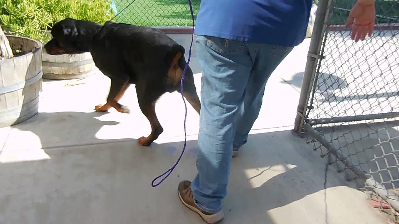 "DOUGI" A1393201 - M, 2YRS, ROTTWEILER NEEDS RESCUE @ ORANGE COUNTY ...