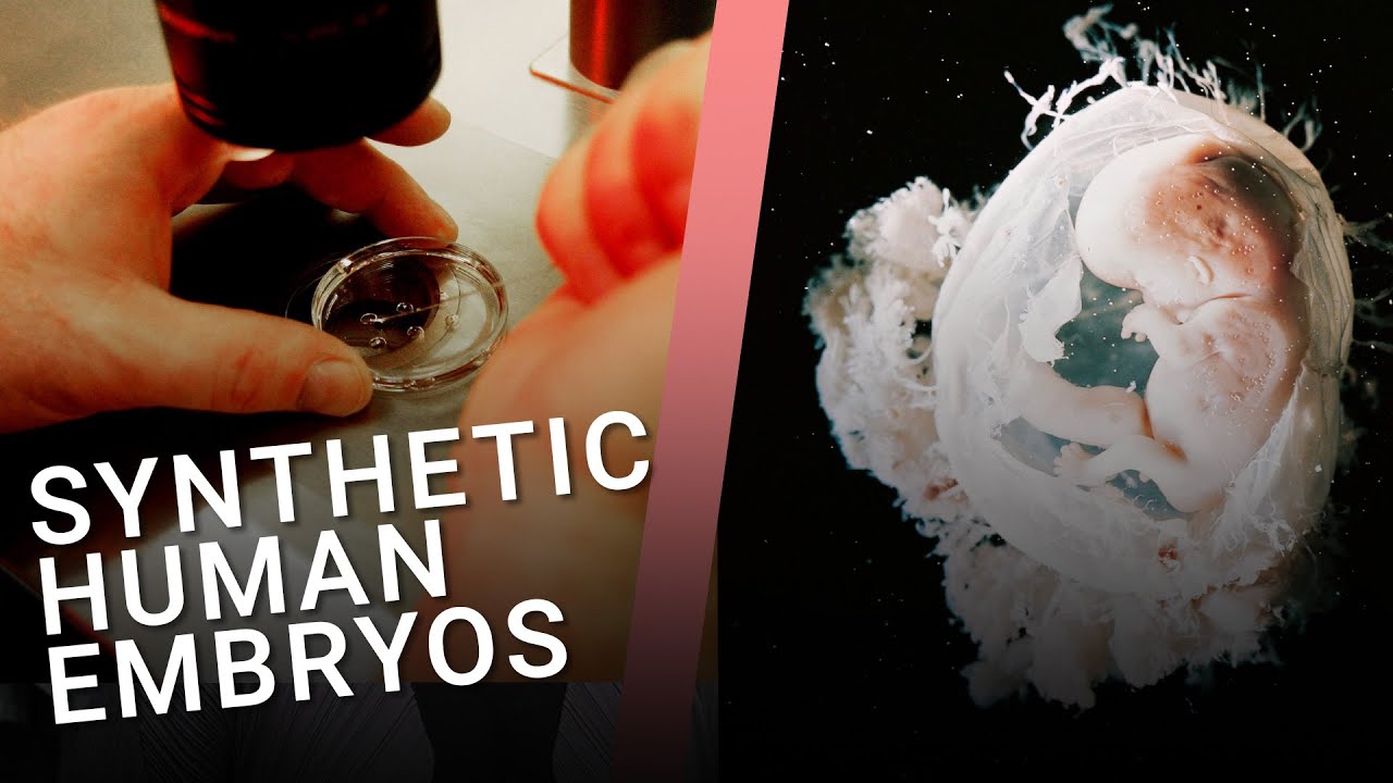 Scientists Create synthetic Human Embryo In major Breakthrough Dr scientists-create-synthetic-human-embryo-in-major-breakthrough-dr
