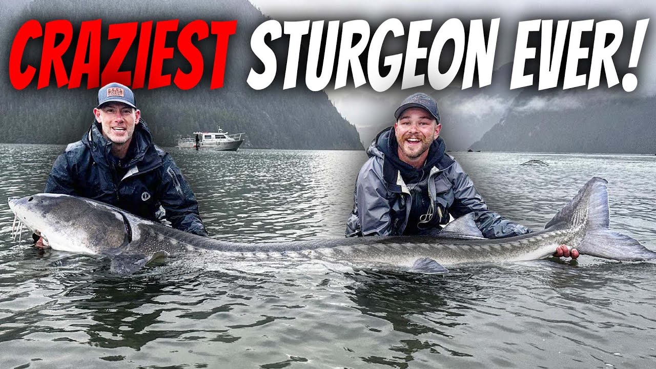 Crazy Sturgeon Battle in the Pitt - YouTube