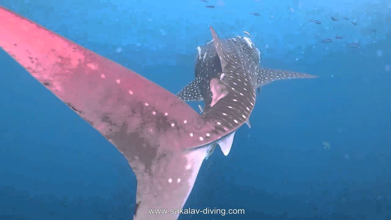 Requin baleine plongee Nosy Be snorkeling whale shark madagascar - YouTube