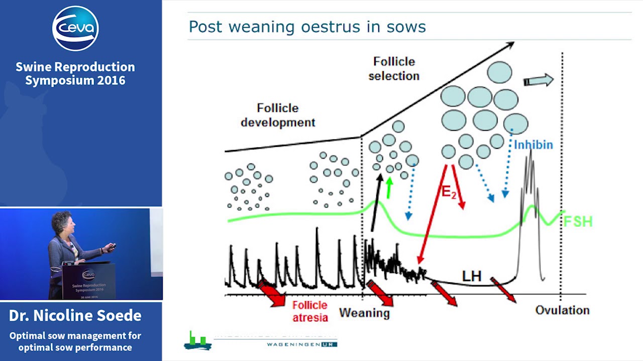 Best practices on lactating and weaned sow to optimize reproductive ...