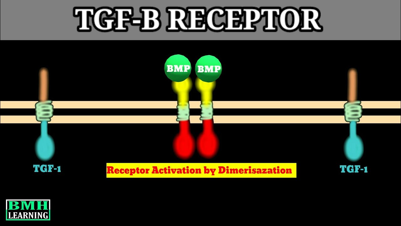 TGF Beta Receptors | Structure Of TGF Beta Receptor | Receptor ...