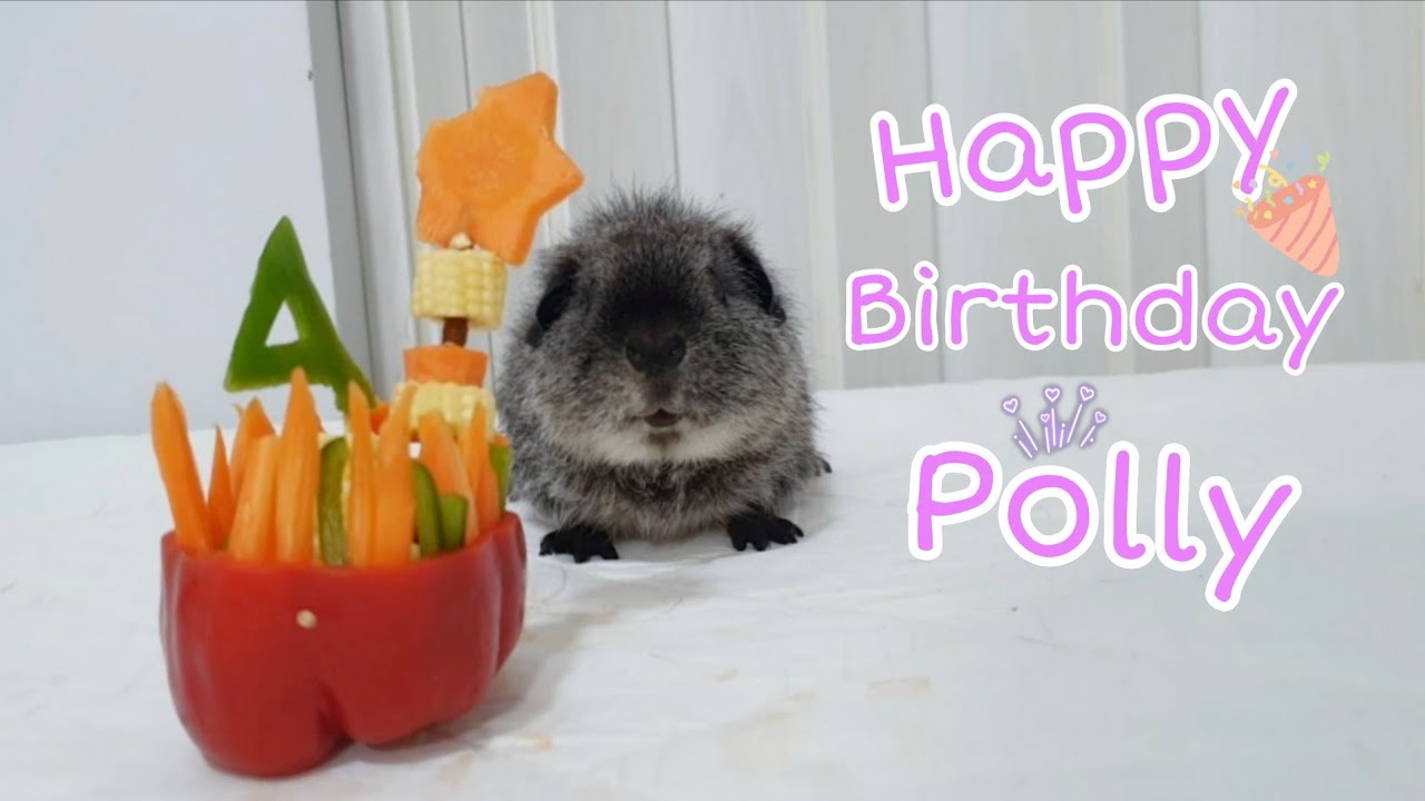 Happy Birthday Polly - hughug a guinea pig - YouTube