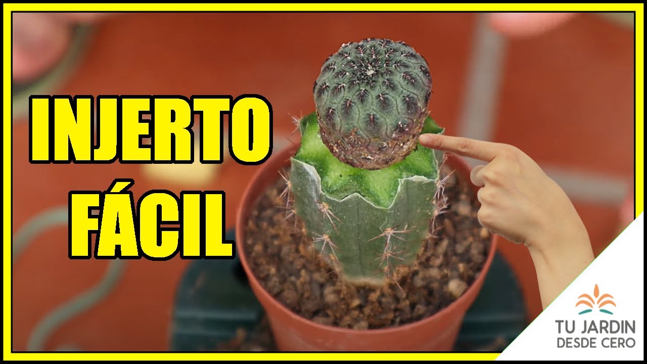 Cómo INJERTAR CACTUS [paso a paso] + RESULTADO 1 AÑO DESPUÉS del ...