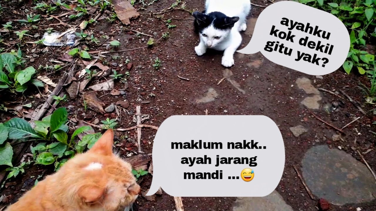 Anak Kucing Bingung Pertama Kali Ketemu Ayahnya , Kaburrr.. - YouTube