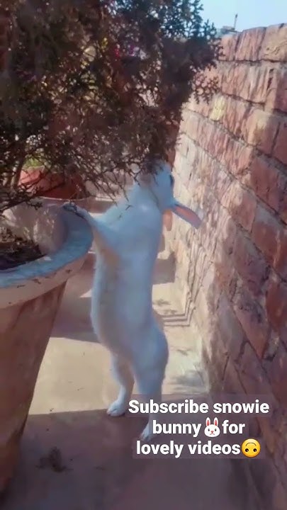 🐰🤩funny Rabbit Short Viral Trending Trendingshorts Love Youtube