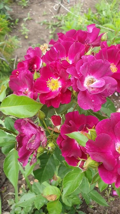 #розы#rose #даймонд айс#flowers #красотавокругнас #nature - YouTube