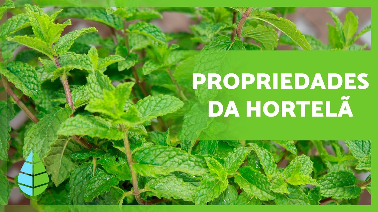 BENEFÍCIOS do HORTELÃ🌿 (Propriedades, Modo de Tomar e Contraindicações ...