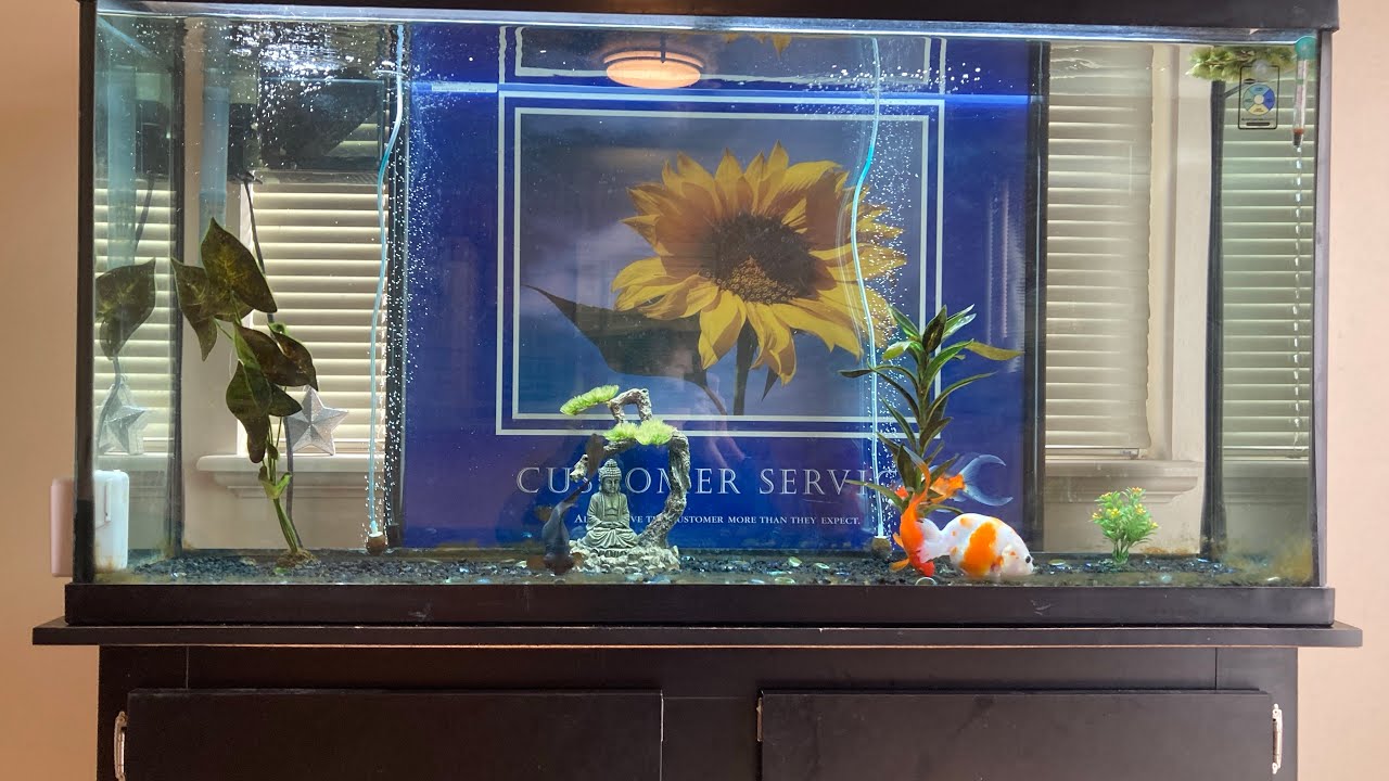 60 Gallon Fish Tank Setup!! + 4 *NEW* Fish - YouTube