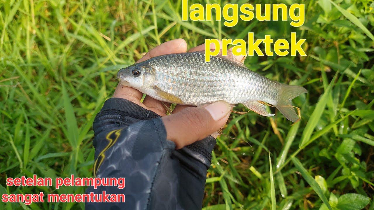 tutorial mancing ikan putian - YouTube