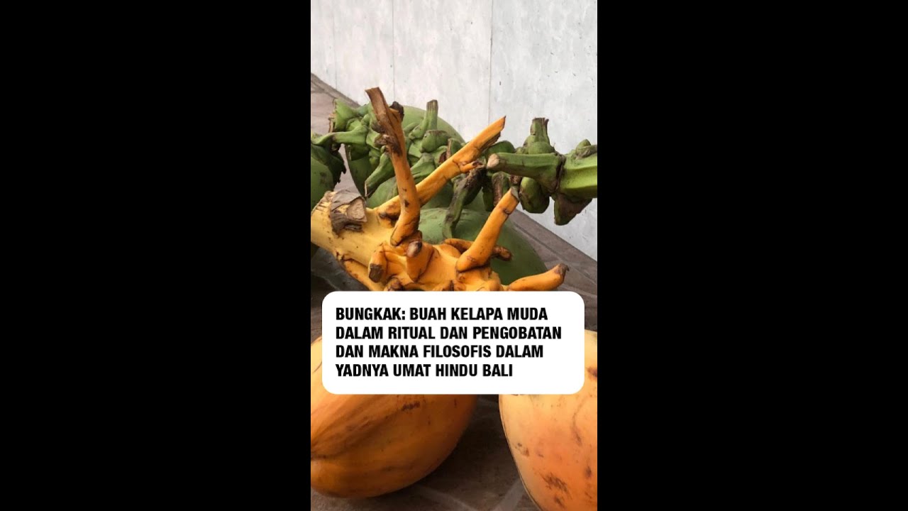 Bungkak : Buah Kelapa Muda dalam Ritual dan Pengobatan dan Makna ...