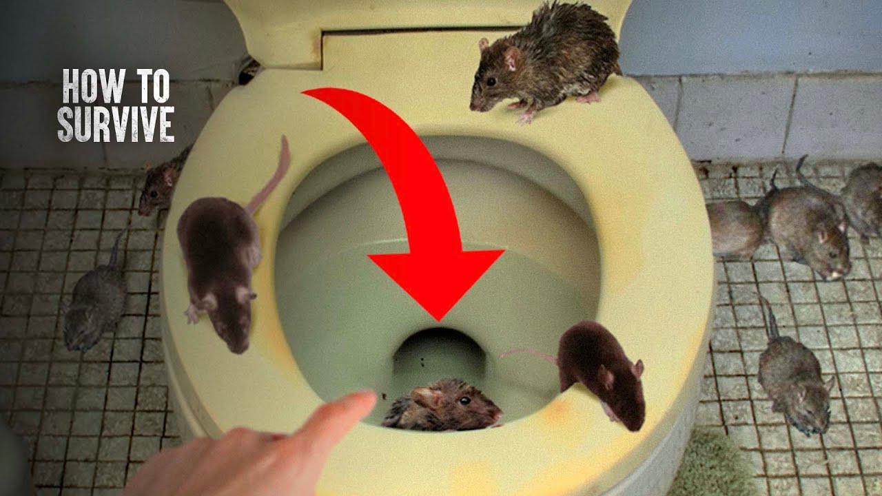 The Worst Things To Do in a Rat Infestation - YouTube
