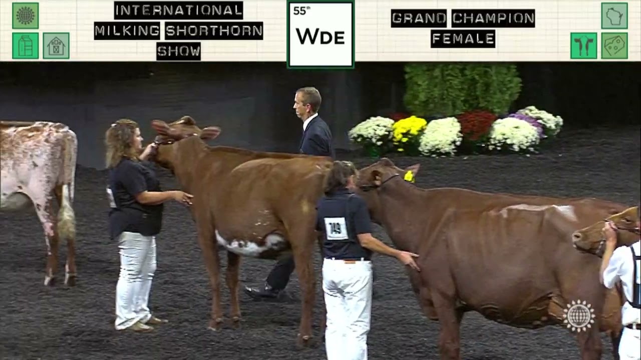 968 MILKING SHORTHORN GRAND CHAMPION FEMALE - YouTube