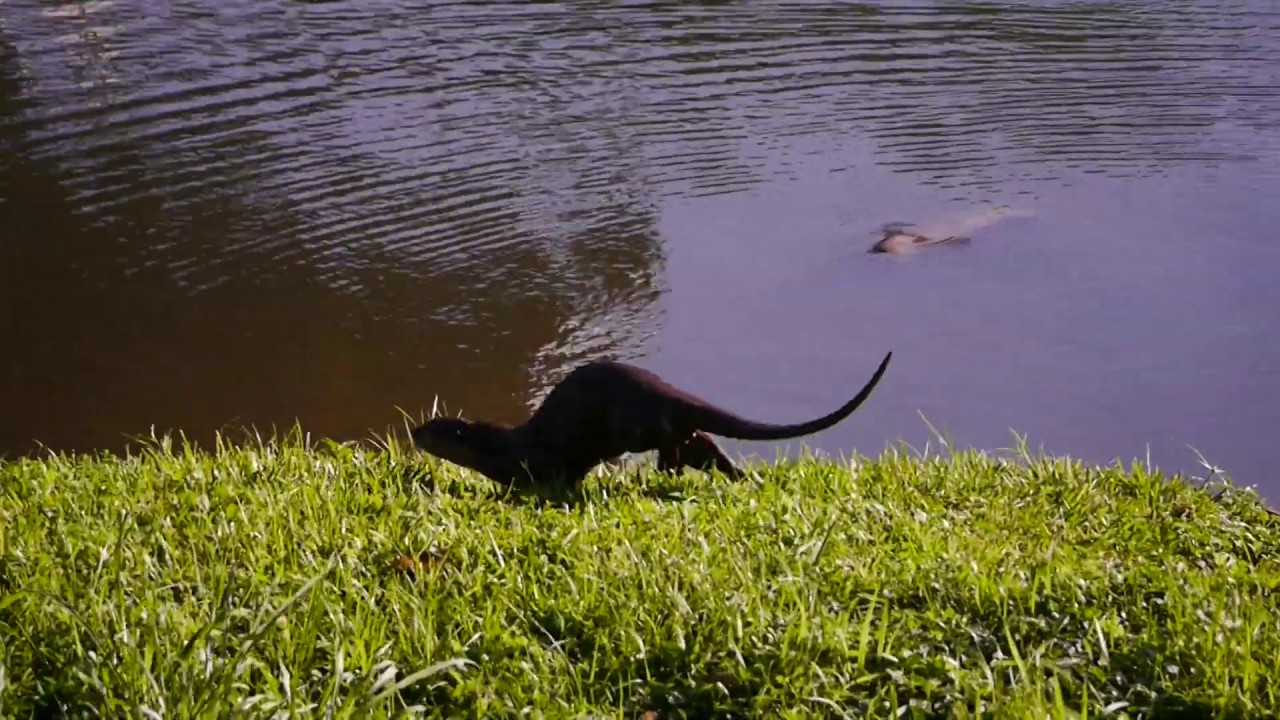 Lone otter _ 23feb2020 Clementi/Singapore 8:42am - YouTube