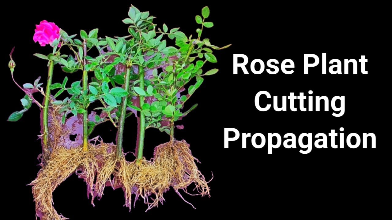 Rose Plant Cutting How To Grow Roses From Cutting - YouTube