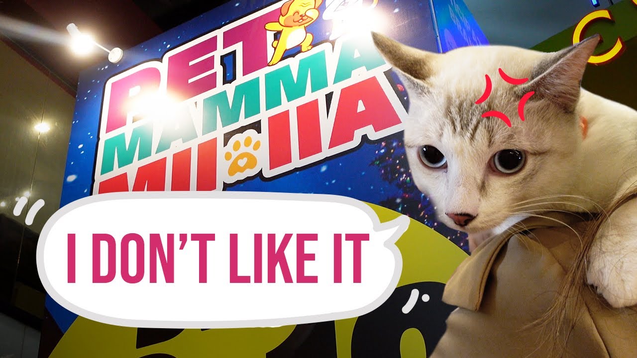 CAT DO NOT LIKE THIS EXPO | PET MAMMA MII IIA 2022 宠物展（ft.Skitty) - YouTube