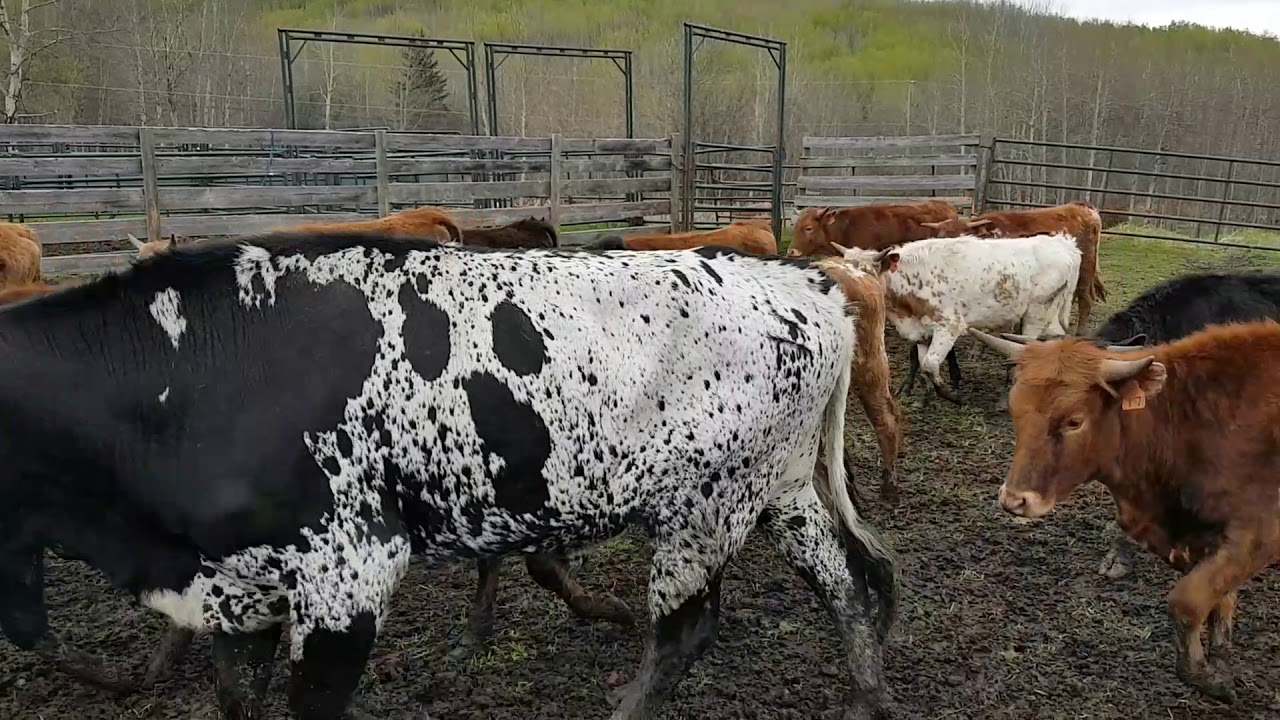 60 Longhorn/CorrienteX fresh roping cattle - YouTube