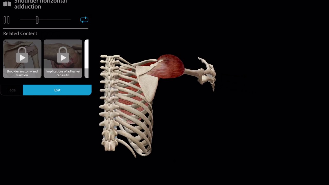 Muscle Premium | Horizontal Shoulder Adduction - YouTube