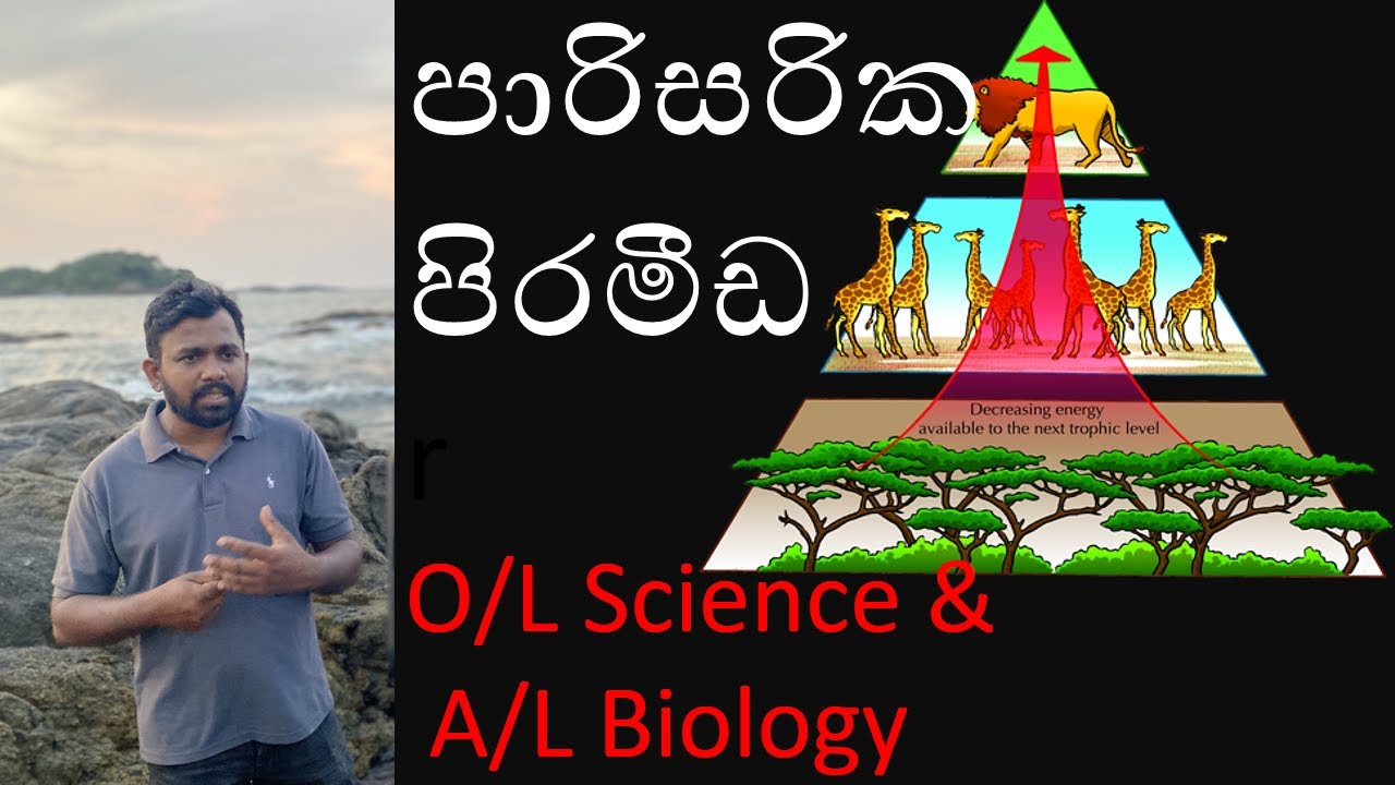 #OL #Science #vidyawa #Sinhala #medium #AL #Biology #Ecological # ...