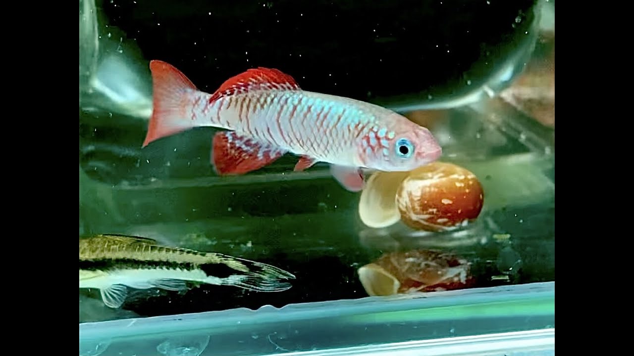 【卵生メダカ】ノソブランキウス ニキフォロヴィ（Killifish Nothobranchius nikiforovi）#Shorts - YouTube