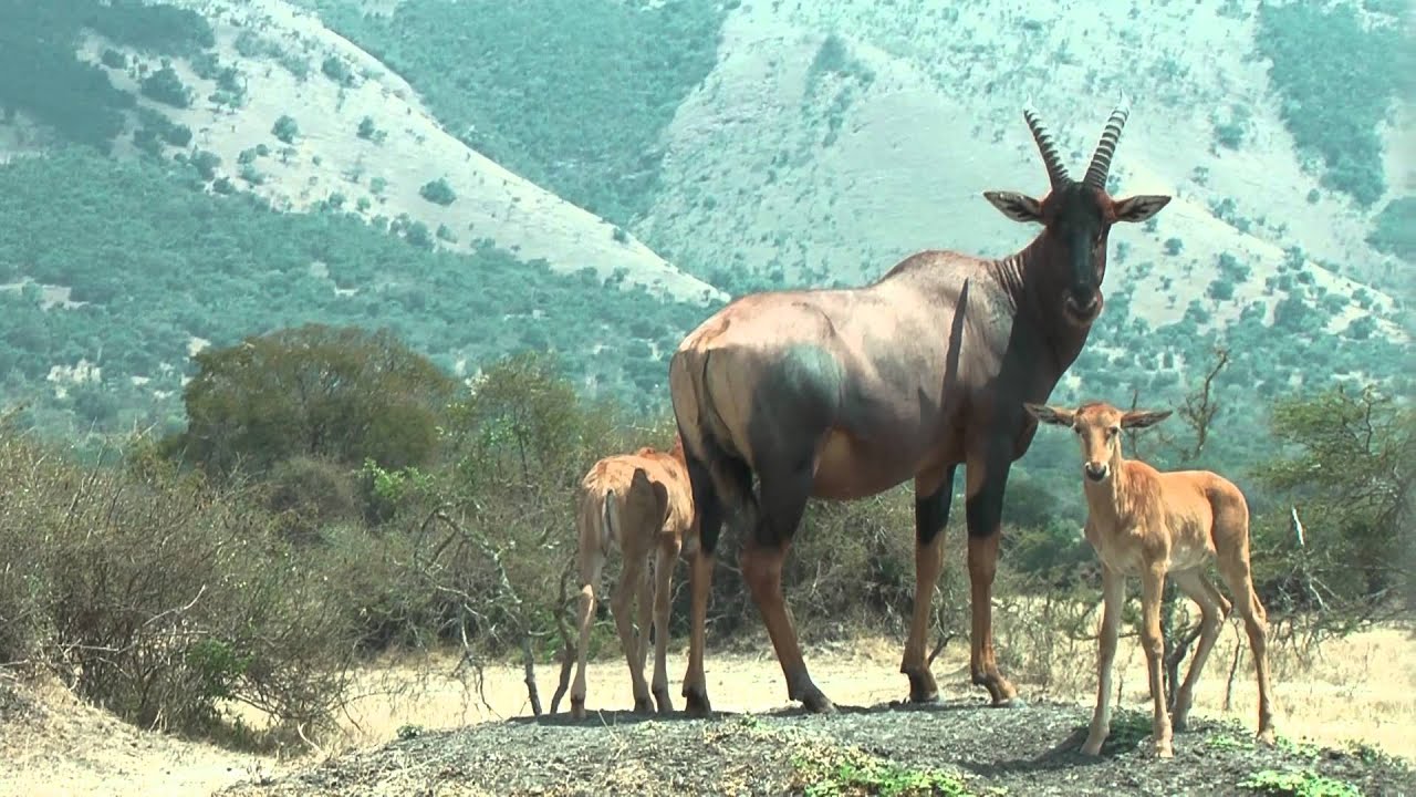 Animals at Akagera National Park - YouTube