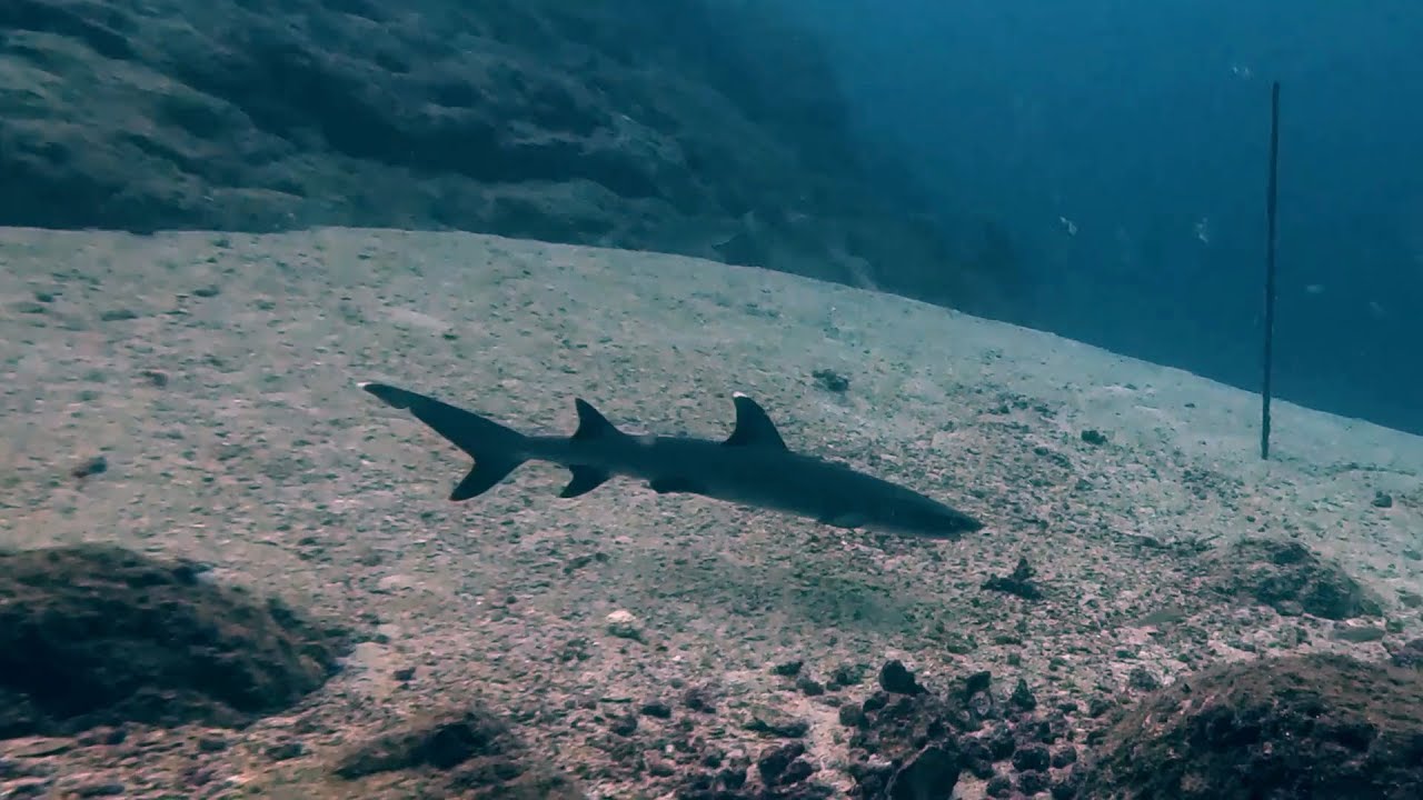 Scuba Diving with Sharks and a Turtle at Wahoo Rocks and Faro in Coiba ...