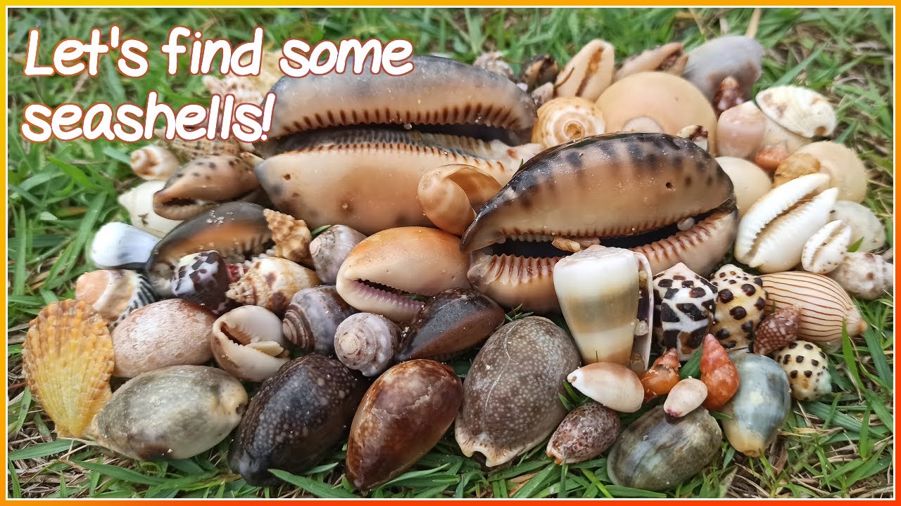 Finding Seashells on a Rainy Day | Live Rose Petal Bubble Snail - YouTube